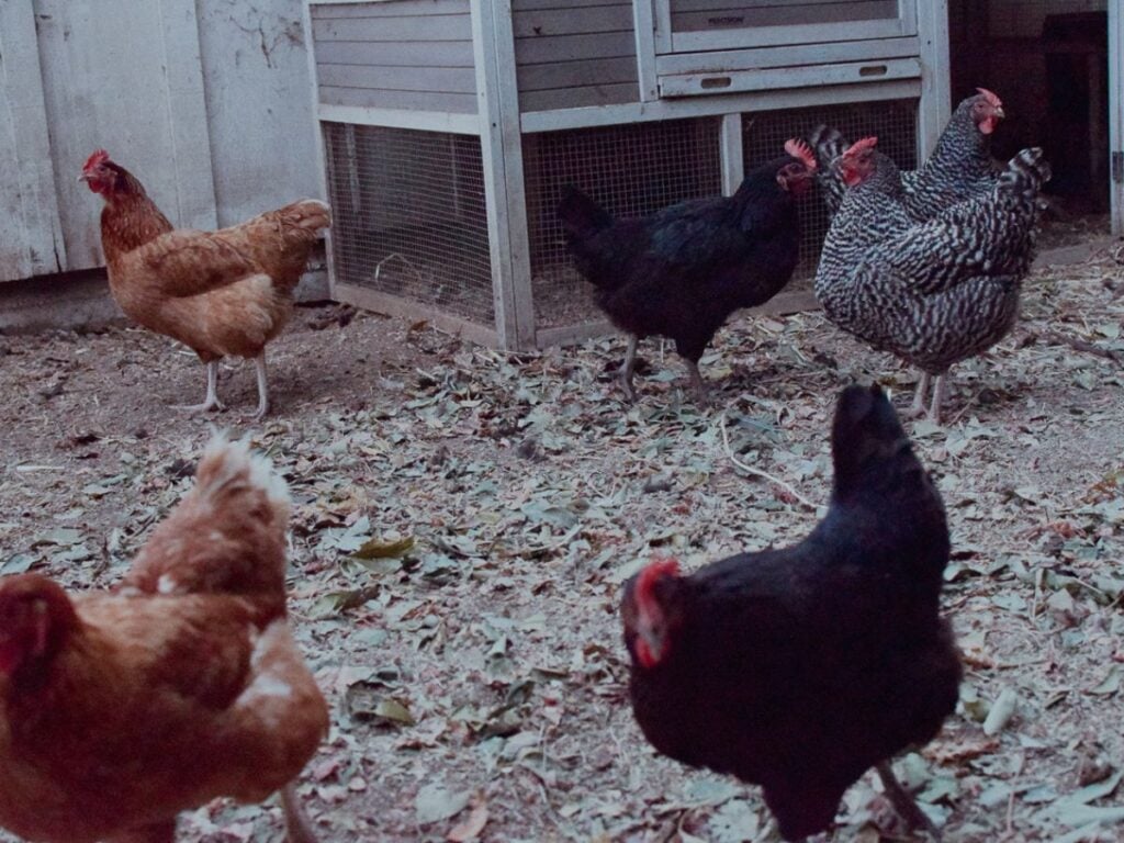 Backyard Chickens for Beginners - A Quaint Life