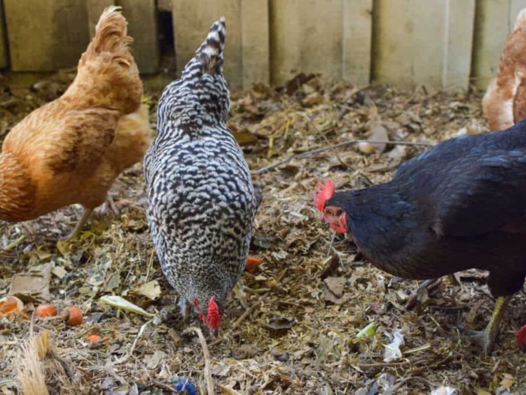 Backyard Chickens for Beginners - A Quaint Life