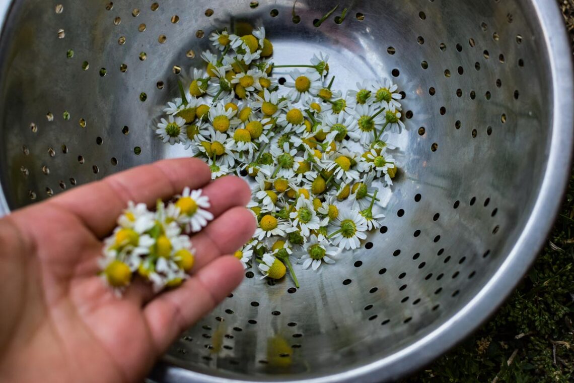 How to Brew and Harvest Chamomile - A Quaint Life