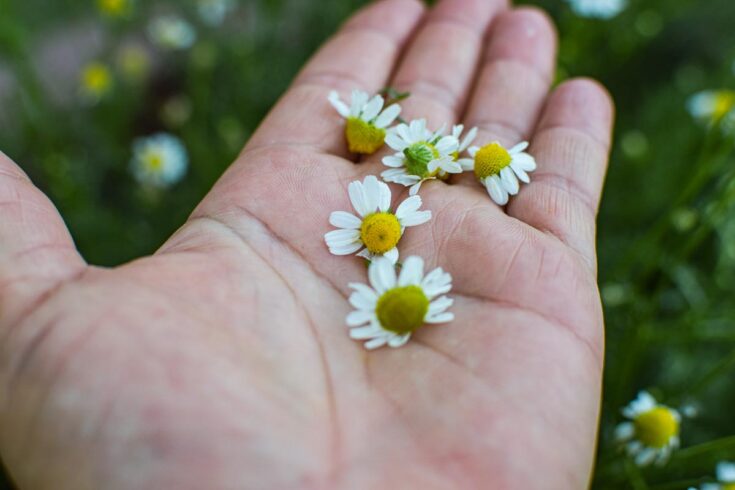 How to Brew and Harvest Chamomile - A Quaint Life
