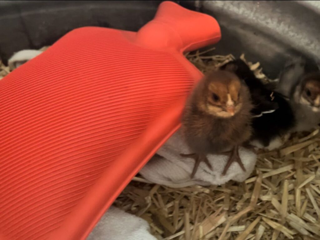 Calm Spring Day On The Homestead - A Quaint Life
