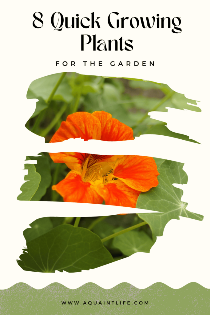 8 Quick Growing Plants For The Garden - A Quaint Life
