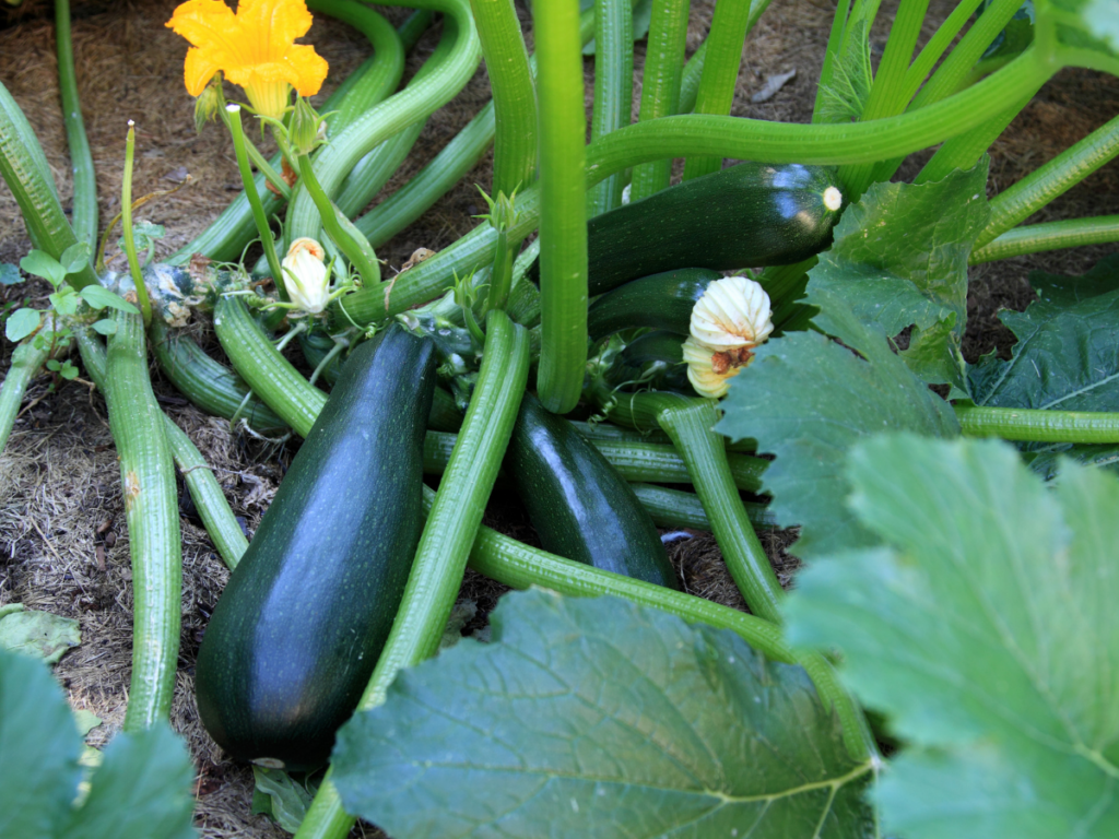 8 Quick Growing Plants For The Garden - A Quaint Life