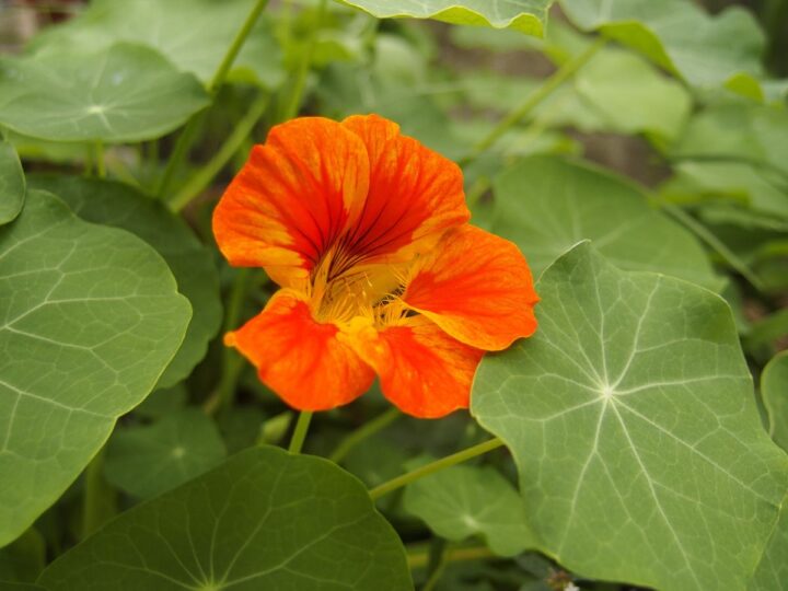 8 Quick Growing Plants For The Garden - A Quaint Life